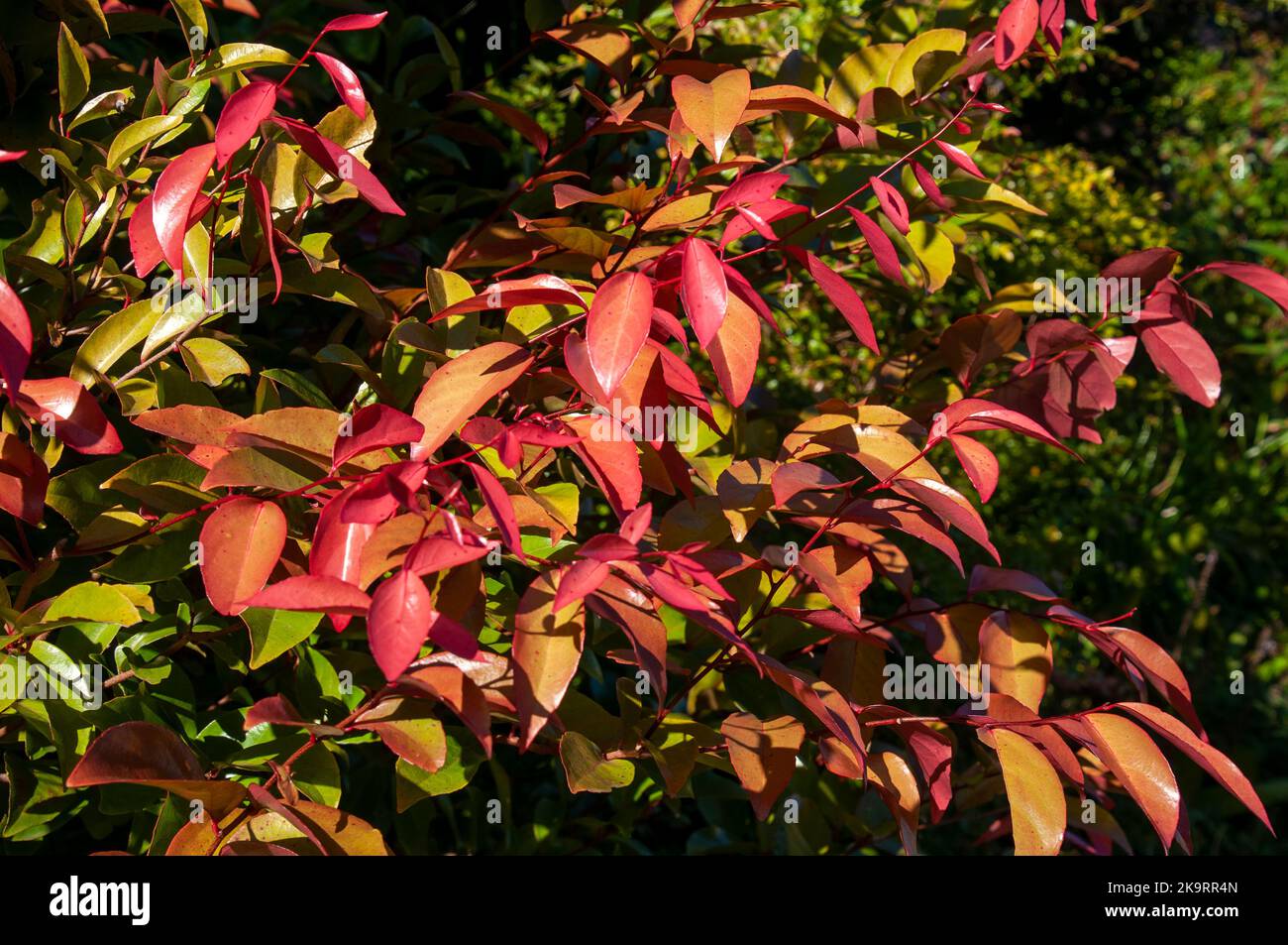 Flacourtia sp shiptons flat hi-res stock photography and images - Alamy