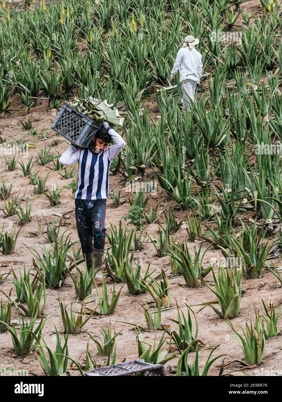 Aloe Vera fresh leaf , natural in farm garden, Plantation ingredient ...