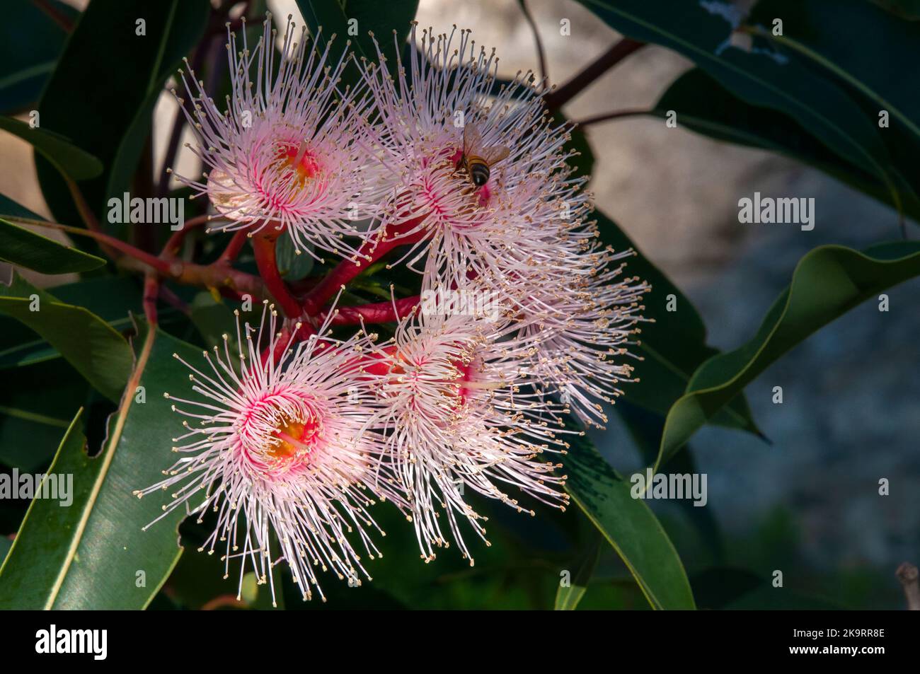 Sydney Australia, bee on pink flowers of a corymbia "Summer beauty ...