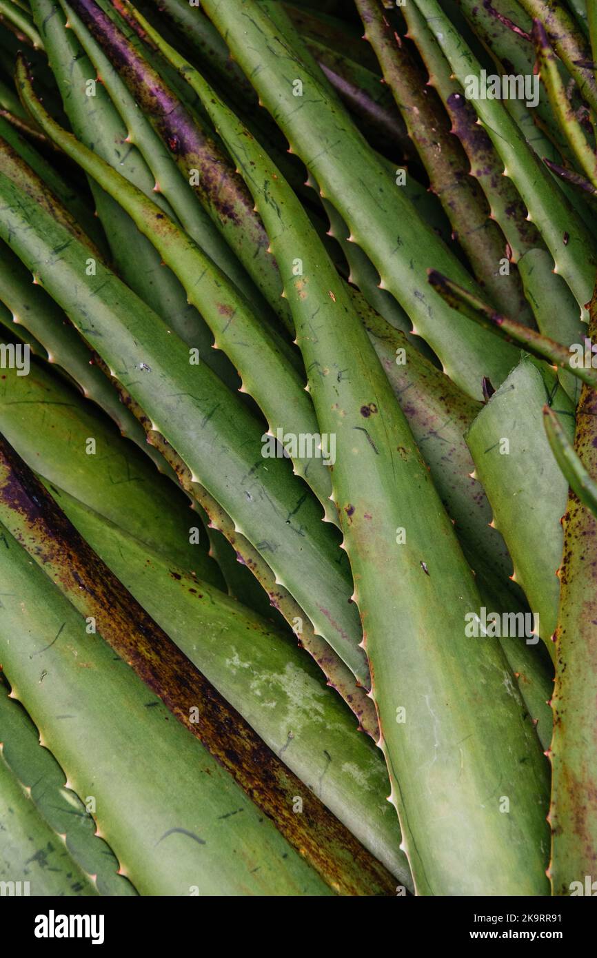 Aloe Vera fresh leaf , natural in farm garden, Plantation ingredient ...
