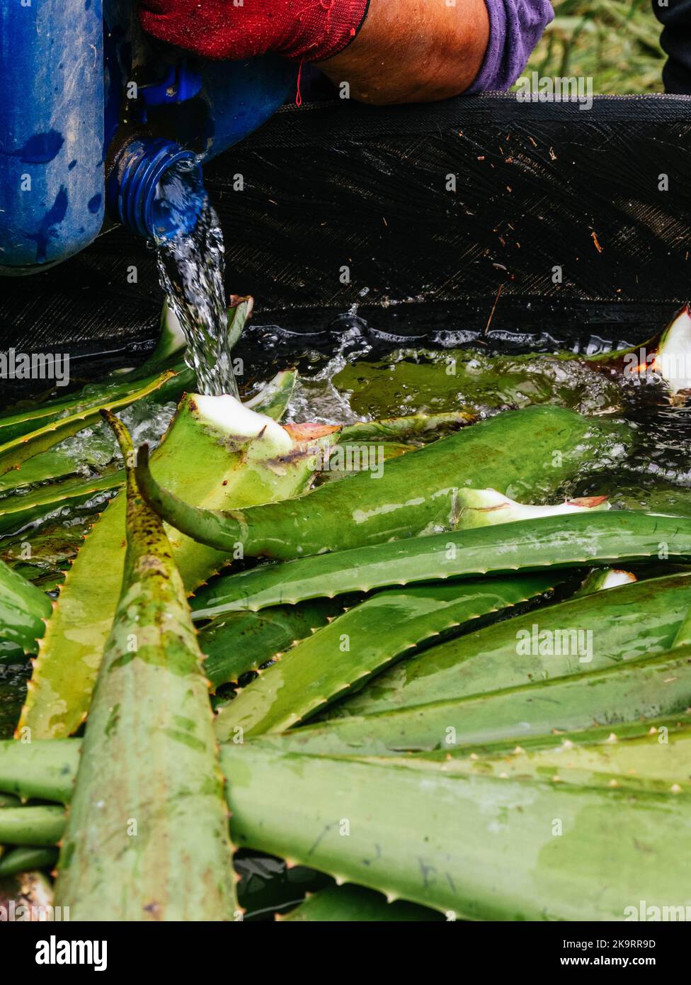 Aloe Vera fresh leaf , natural in farm garden, Plantation ingredient ...