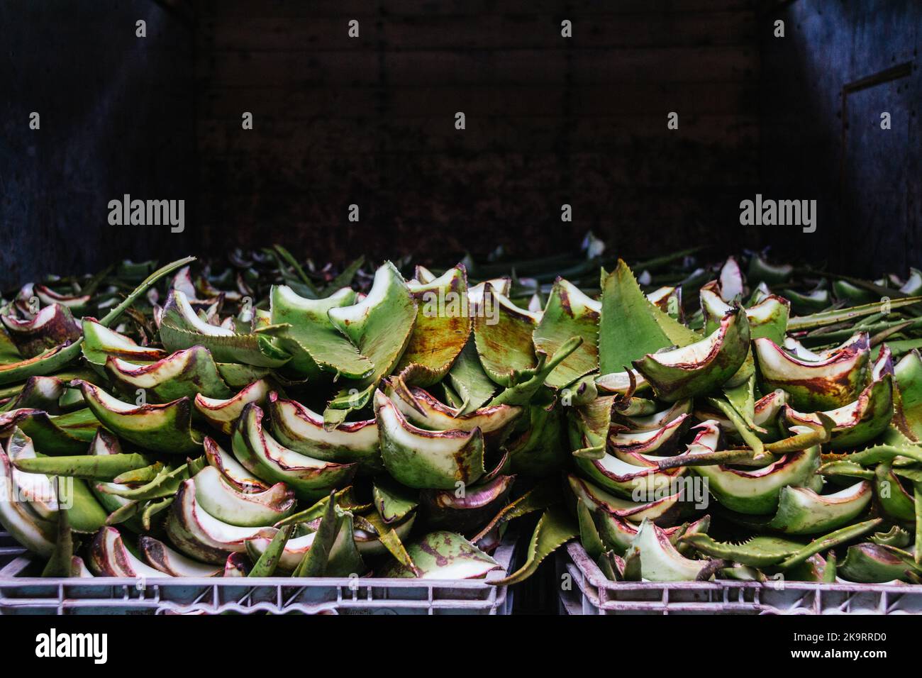 Aloe Vera fresh leaf , natural in farm garden, Plantation ingredient ...