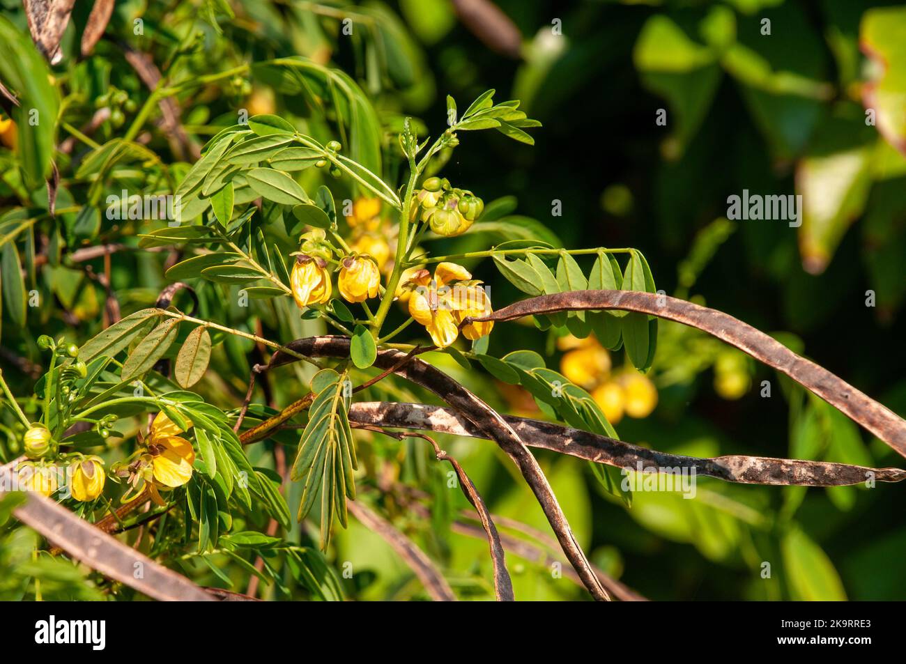 Sydney Australia, flowers and seed pods of a senna acclinus or brush ...