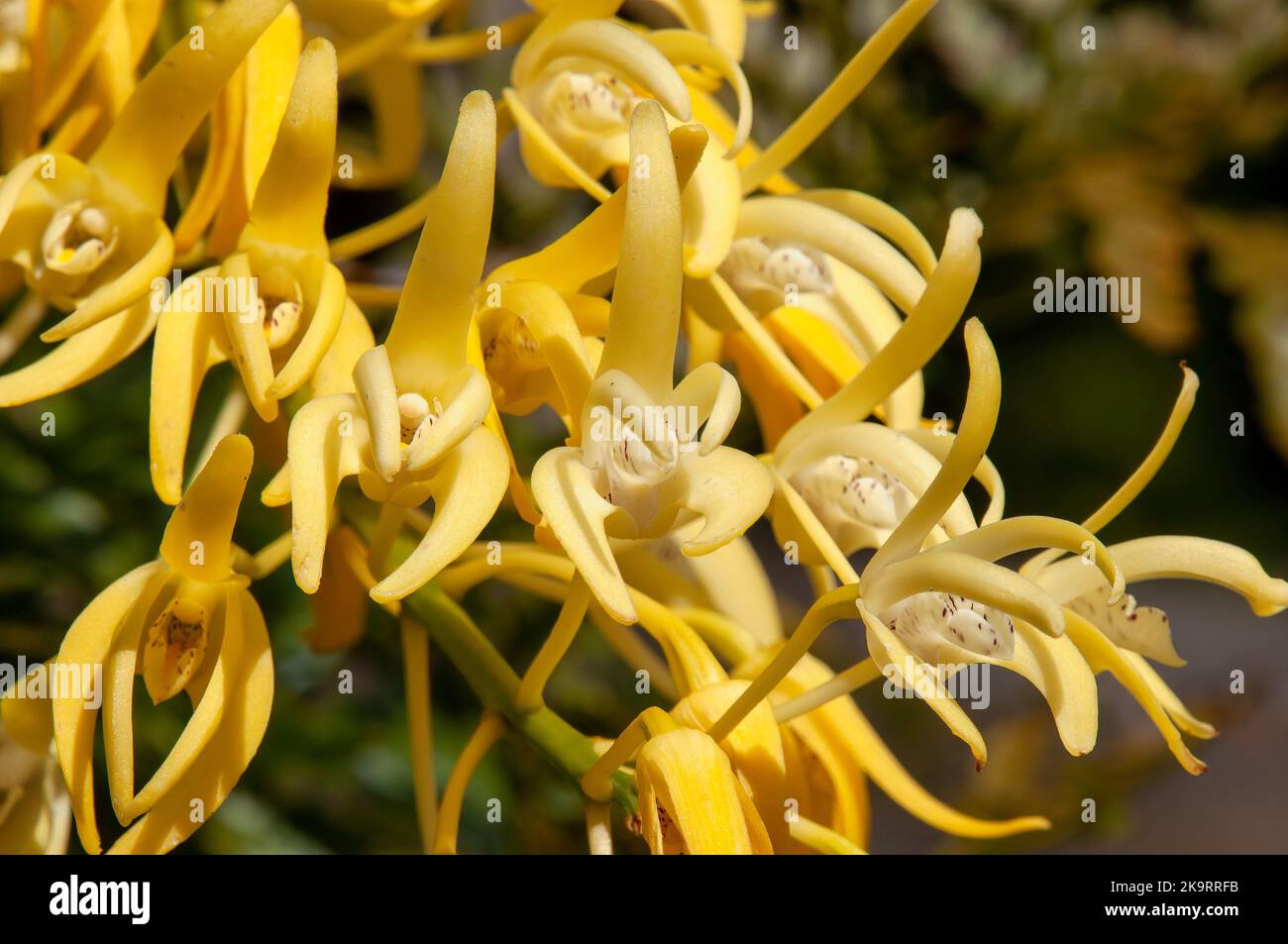 Sydney Australia, close-up of yellow flowering Dendrobium speciosum or ...