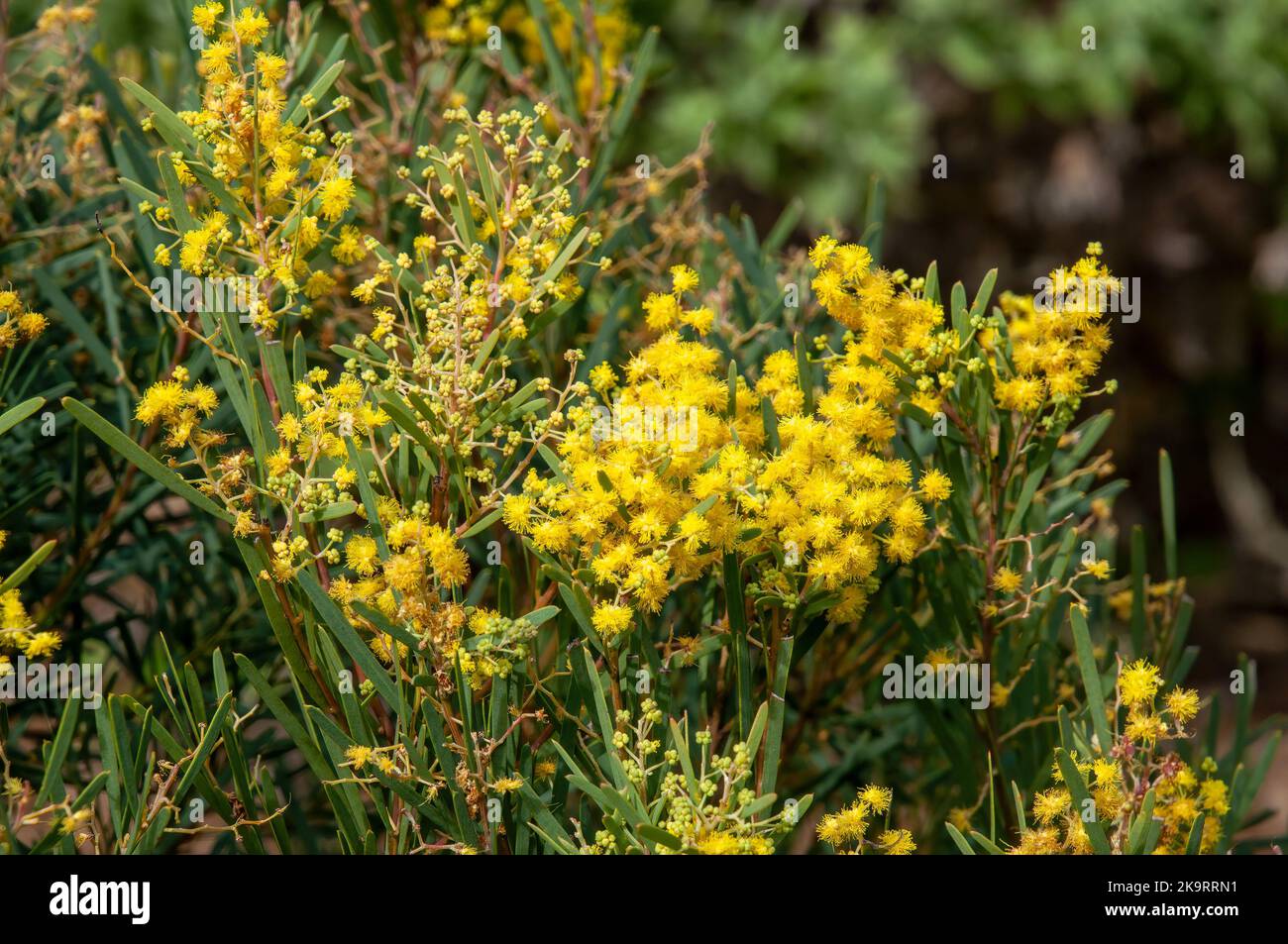 Golden wattle sydney hi-res stock photography and images - Alamy