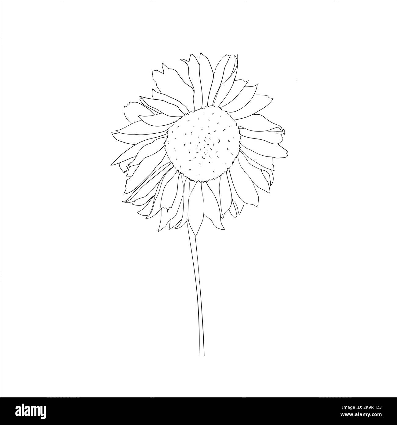 Sunflower. Sketched vector illustration Stock Vector Image & Art - Alamy Sunflower. Sketched vector illustration Stock Vector Image & Art - Alamy