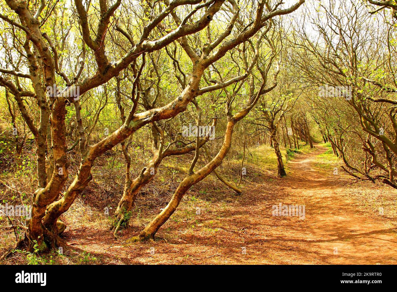 Nature Path through Old Alder Trees ( Alnus glutinosa ), Island of ...