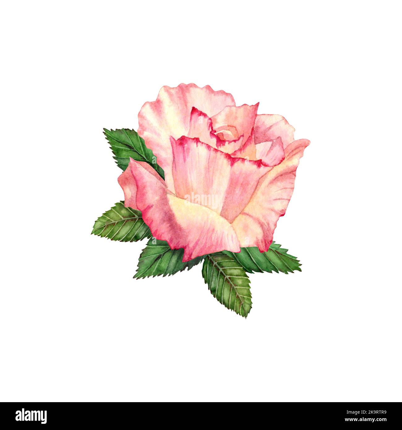 Watercolor Rose floral illustration. Hand drawn peach color flower with ...