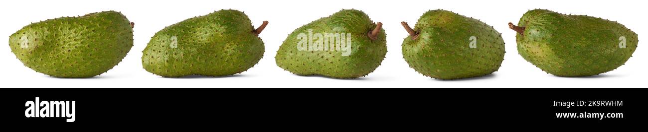 cherimoya, annona muricata, irregular and oblong shaped large edible ...