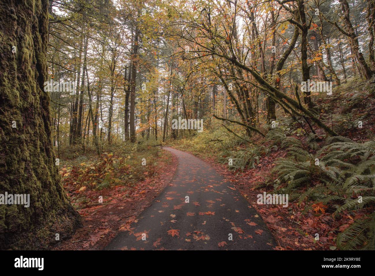 Path through beautiful enchanted autumn woodland forest scene in the ...
