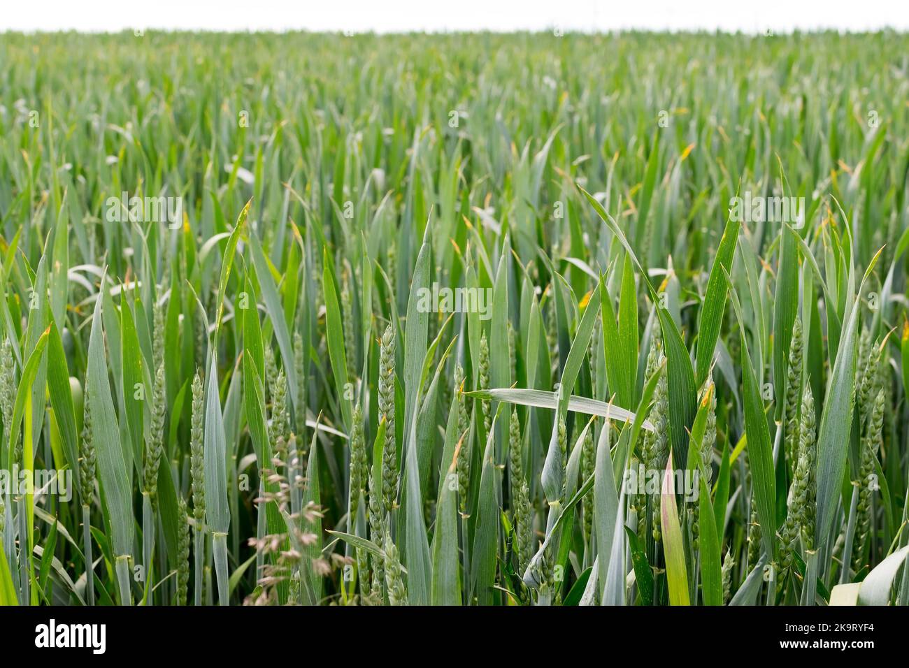 Spring field with rye and barley Stock Photo - Alamy
