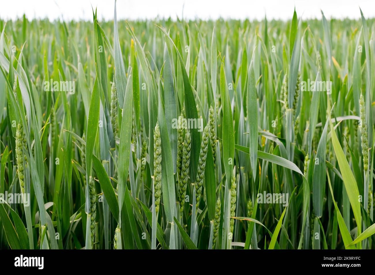 Spring field with rye and barley Stock Photo - Alamy