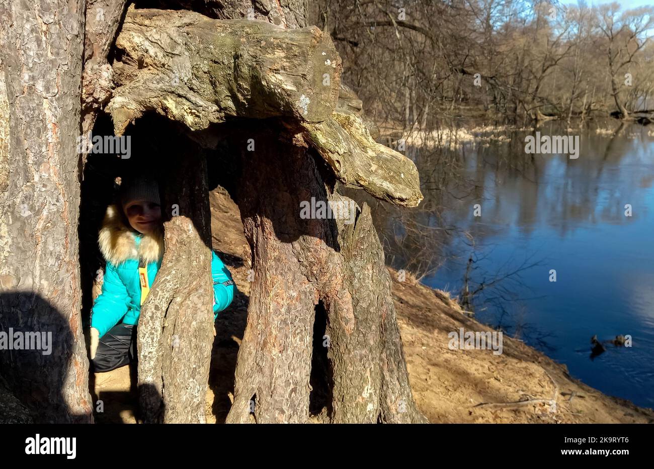 Huge tree roots stick out on the river bank Stock Photo - Alamy