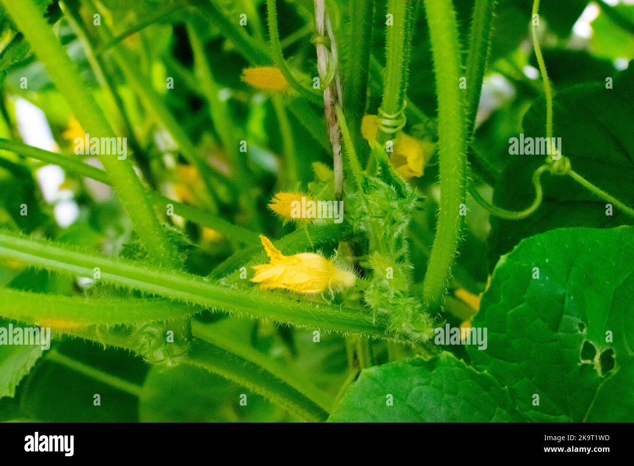cucumbers grow in the garden, flowers Stock Photo - Alamy