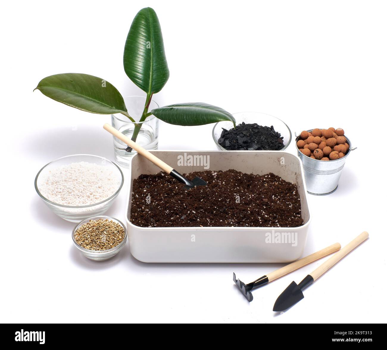 plastic box with substrate soil for ficus elastica transplanting ...