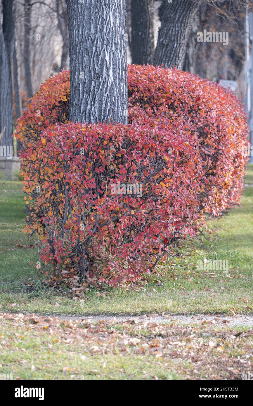 Garden Hedges in public park with leaves changing colors Stock Photo ...