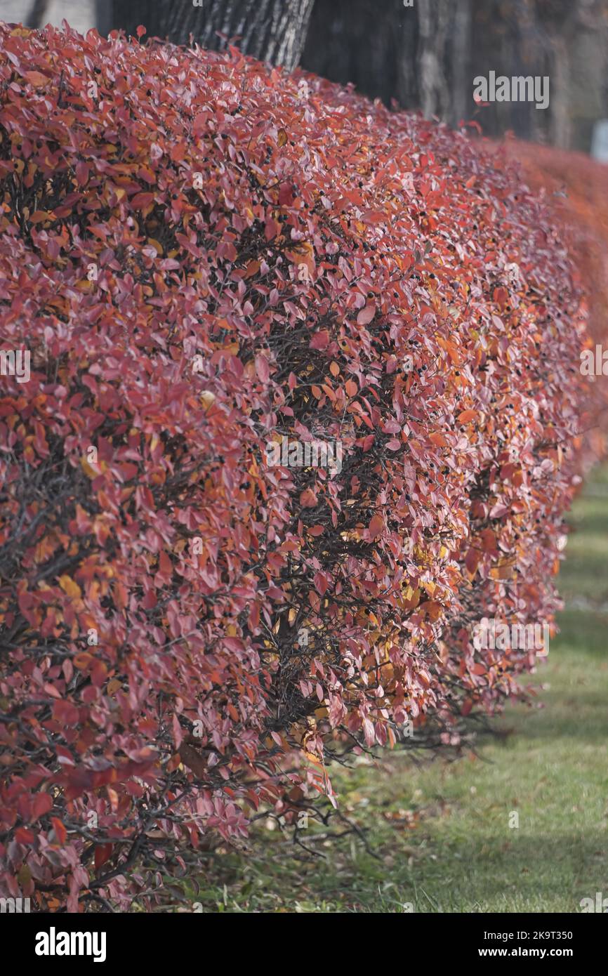 Garden Hedges in public park with leaves changing colors Stock Photo ...