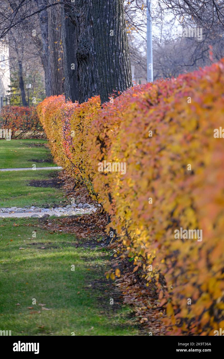 Garden Hedges in public park with leaves changing colors Stock Photo ...