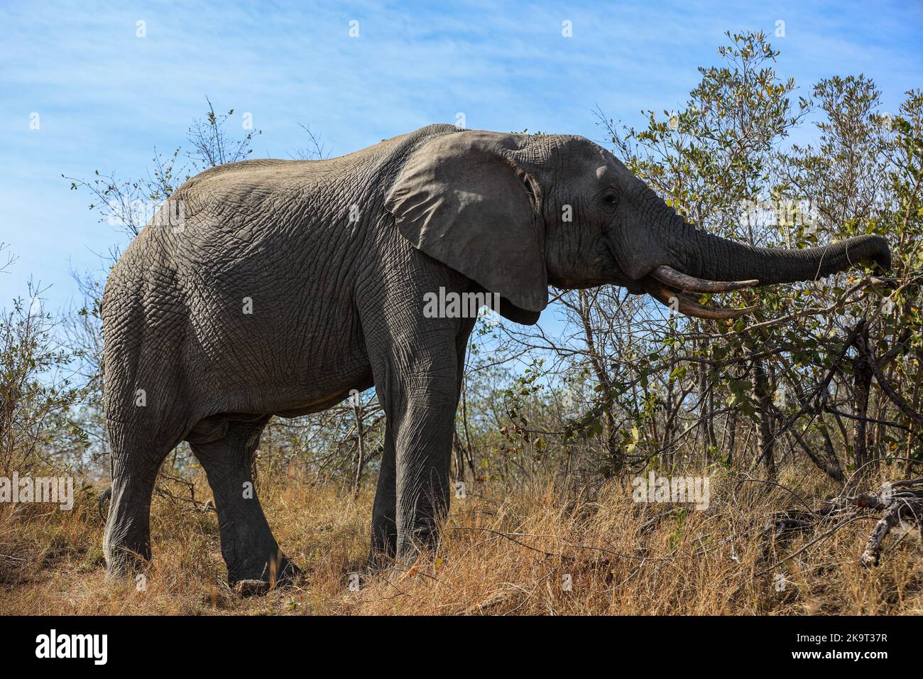 Safari south africa elephant bush hi-res stock photography and images ...