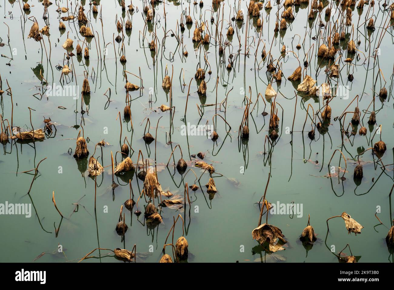 Autumn withered lotus leaf in the pond Stock Photo - Alamy