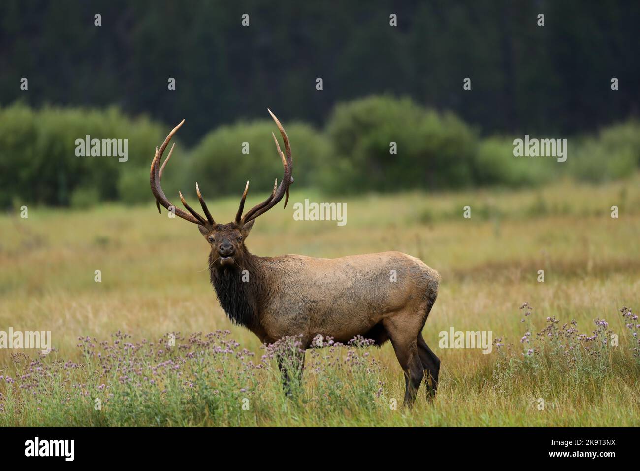 Bull elk with large antlers in a grassy meadow during the autumn rut in ...