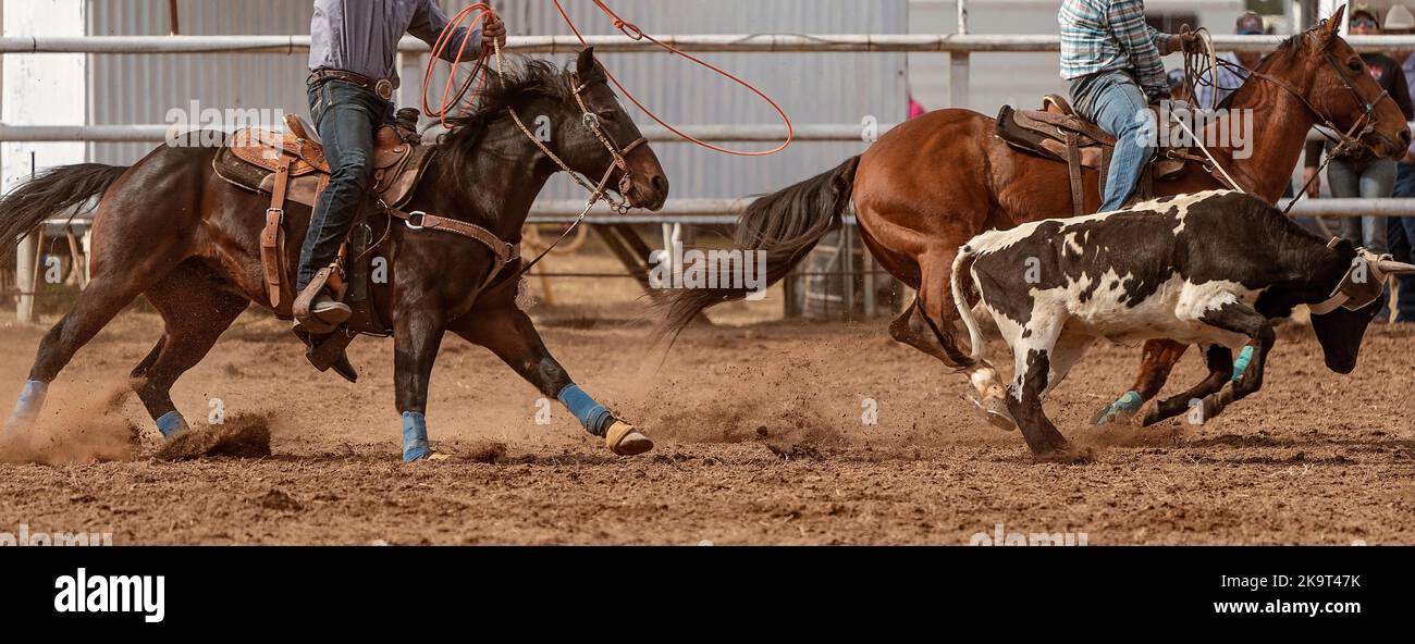 Cowboys on horseback rope a calf around head and ankles in a calf ...
