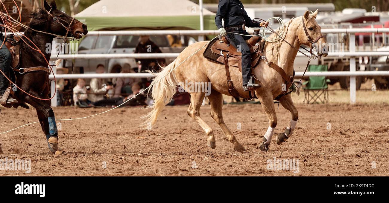 Cowboys on horseback rope a calf around head and ankles in a calf ...