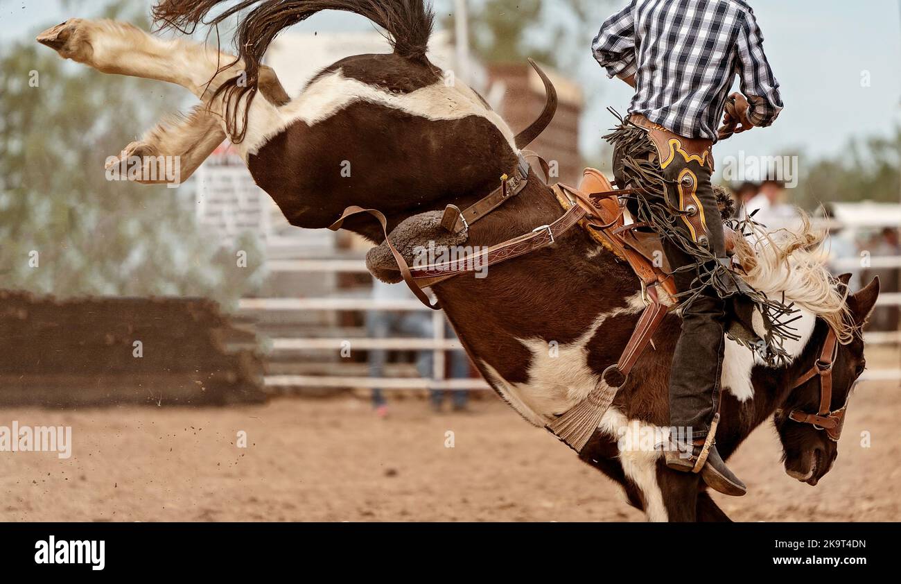 Cowboy riding a bucking saddle bronc at a country rodeo Australia Stock ...