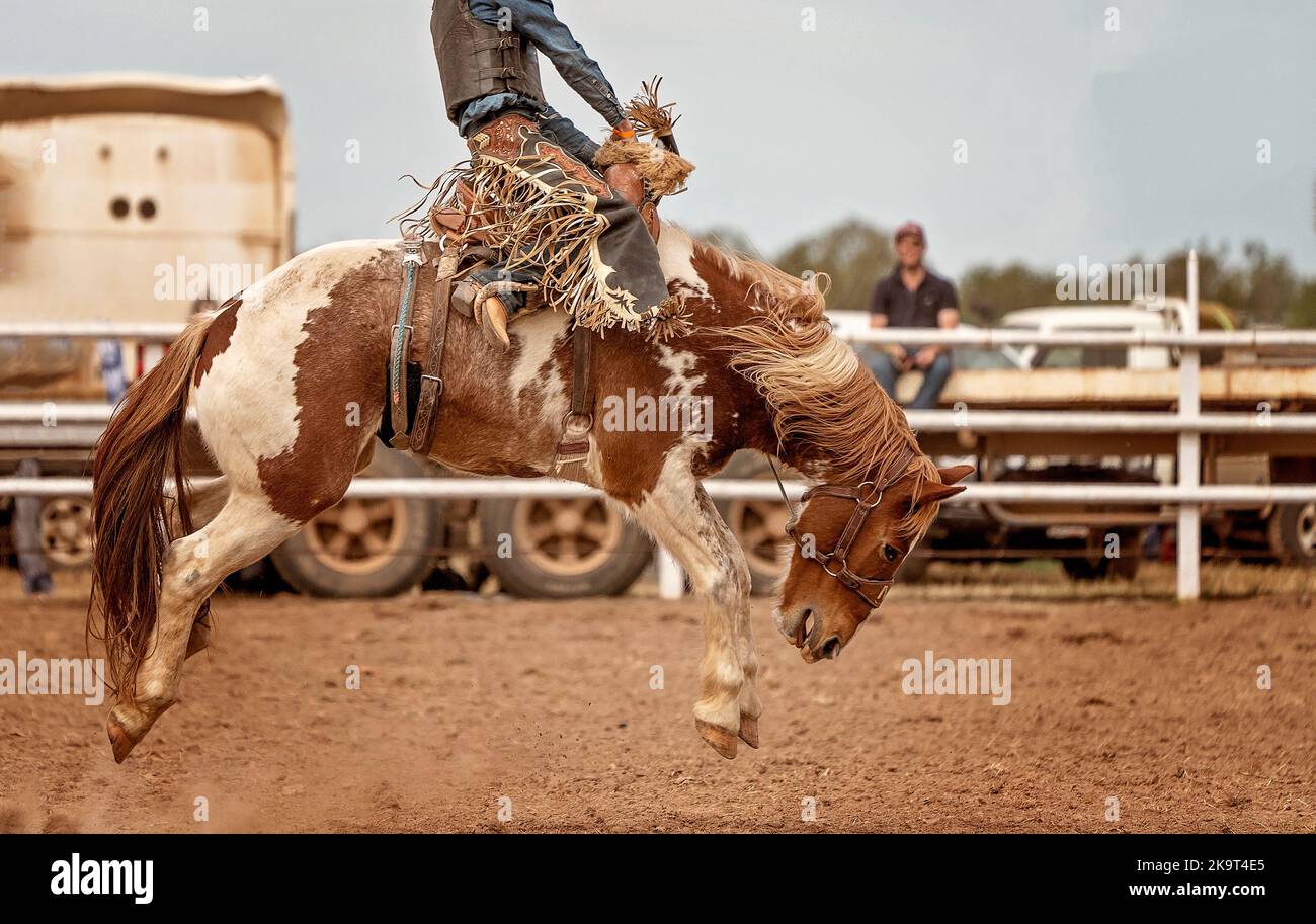 Cowboy riding a bucking saddle bronc at a country rodeo Australia Stock ...