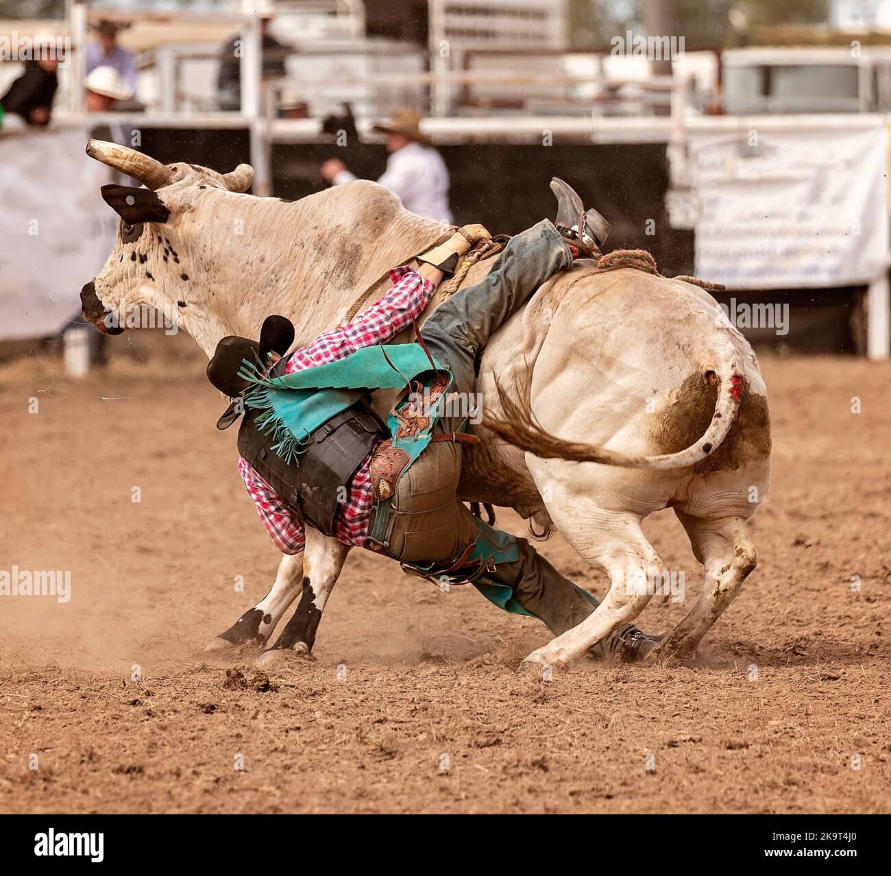 Cowboy falling off a bucking wild bull at an Australian country rodeo ...