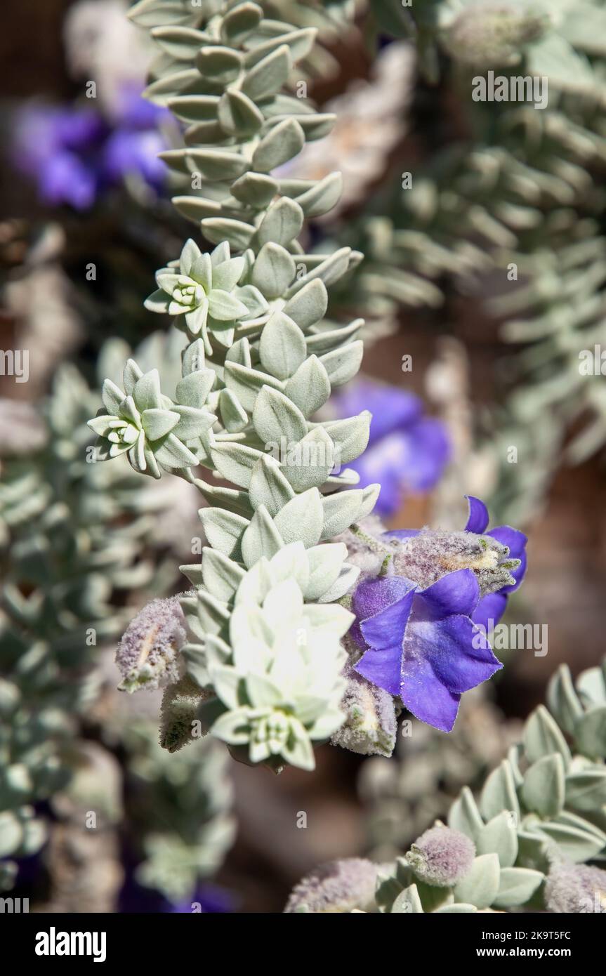 Silver turkeybush hi-res stock photography and images - Alamy