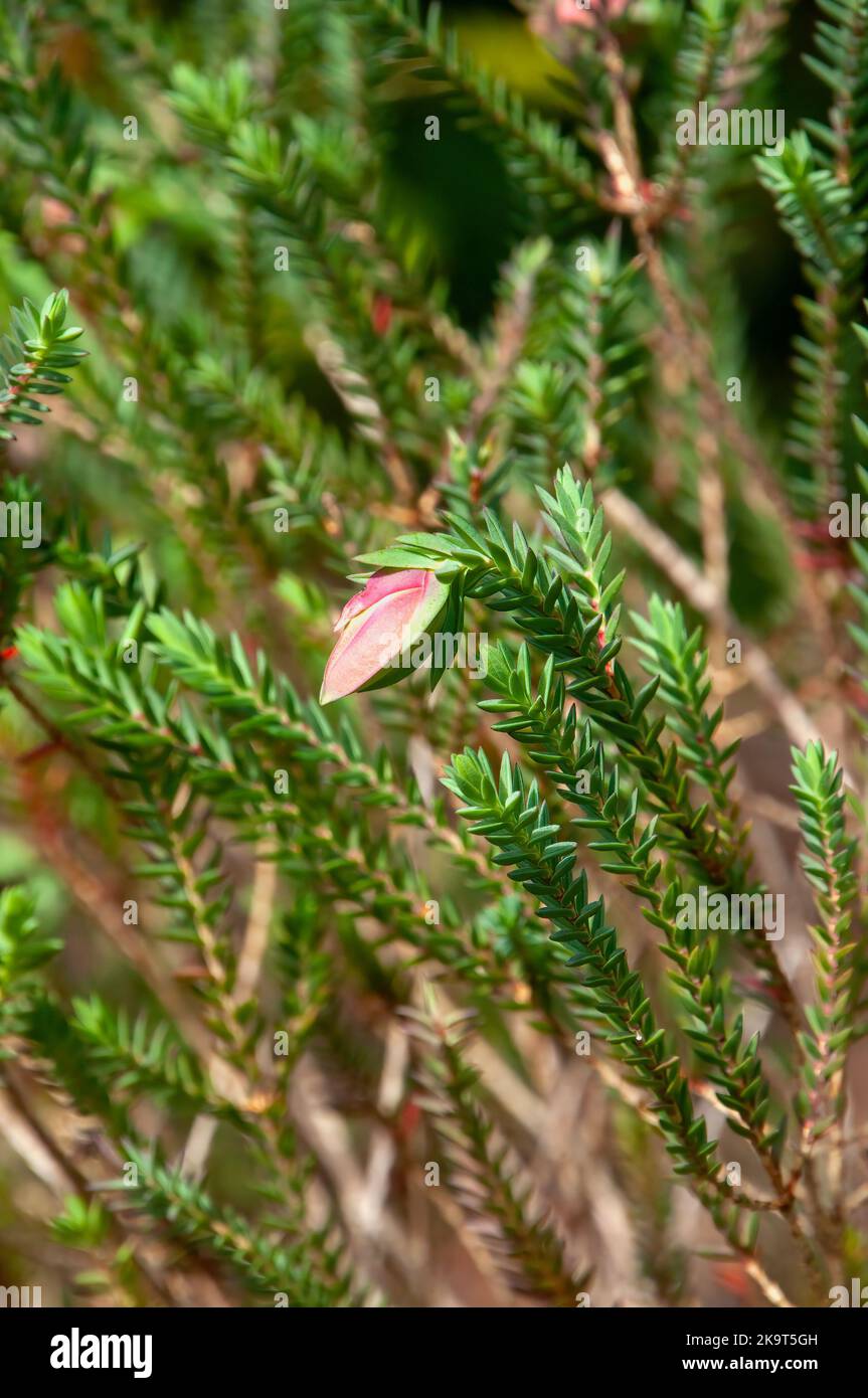 Sydney Australia, flower stems of a darwinia carnea shrub also known as ...
