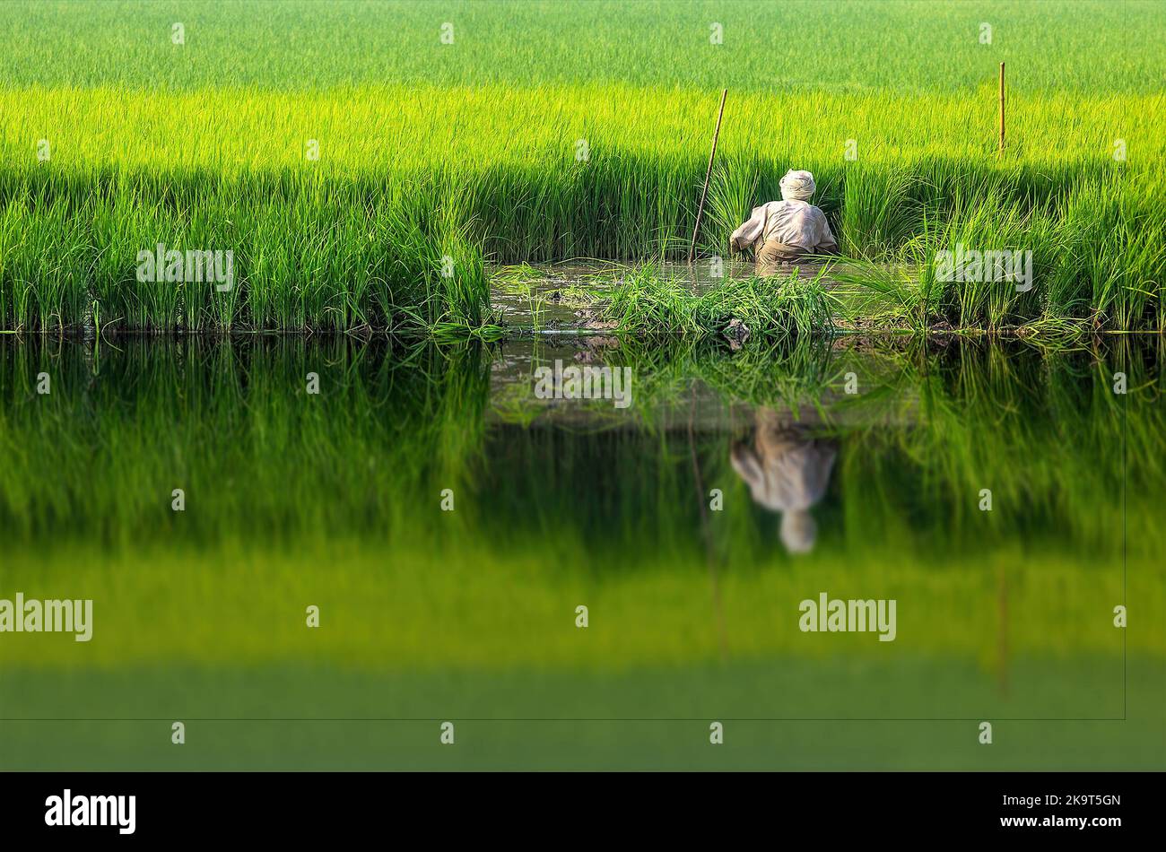farmer cutting rice paddy crop Stock Photo - Alamy