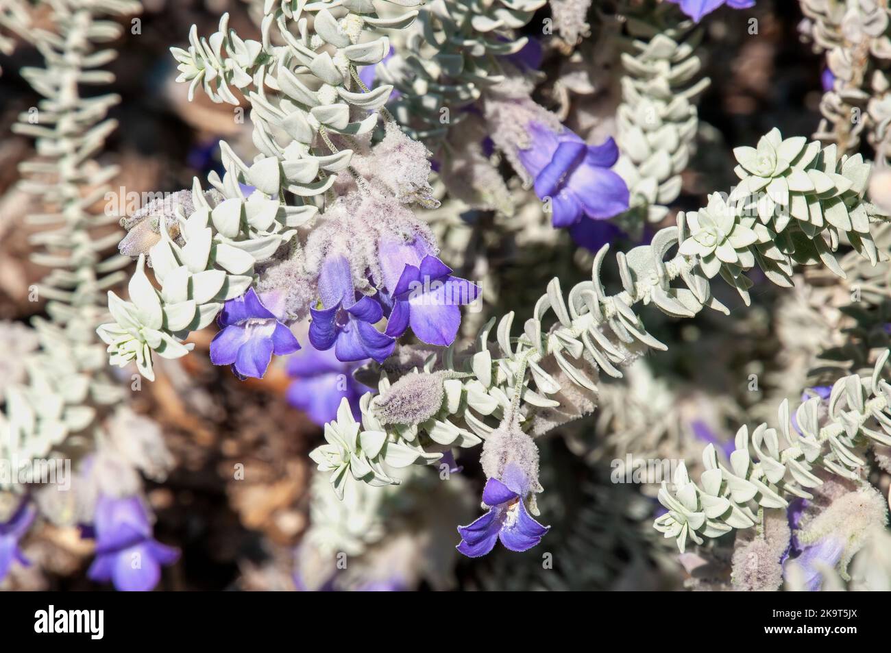 Silver turkeybush hi-res stock photography and images - Alamy