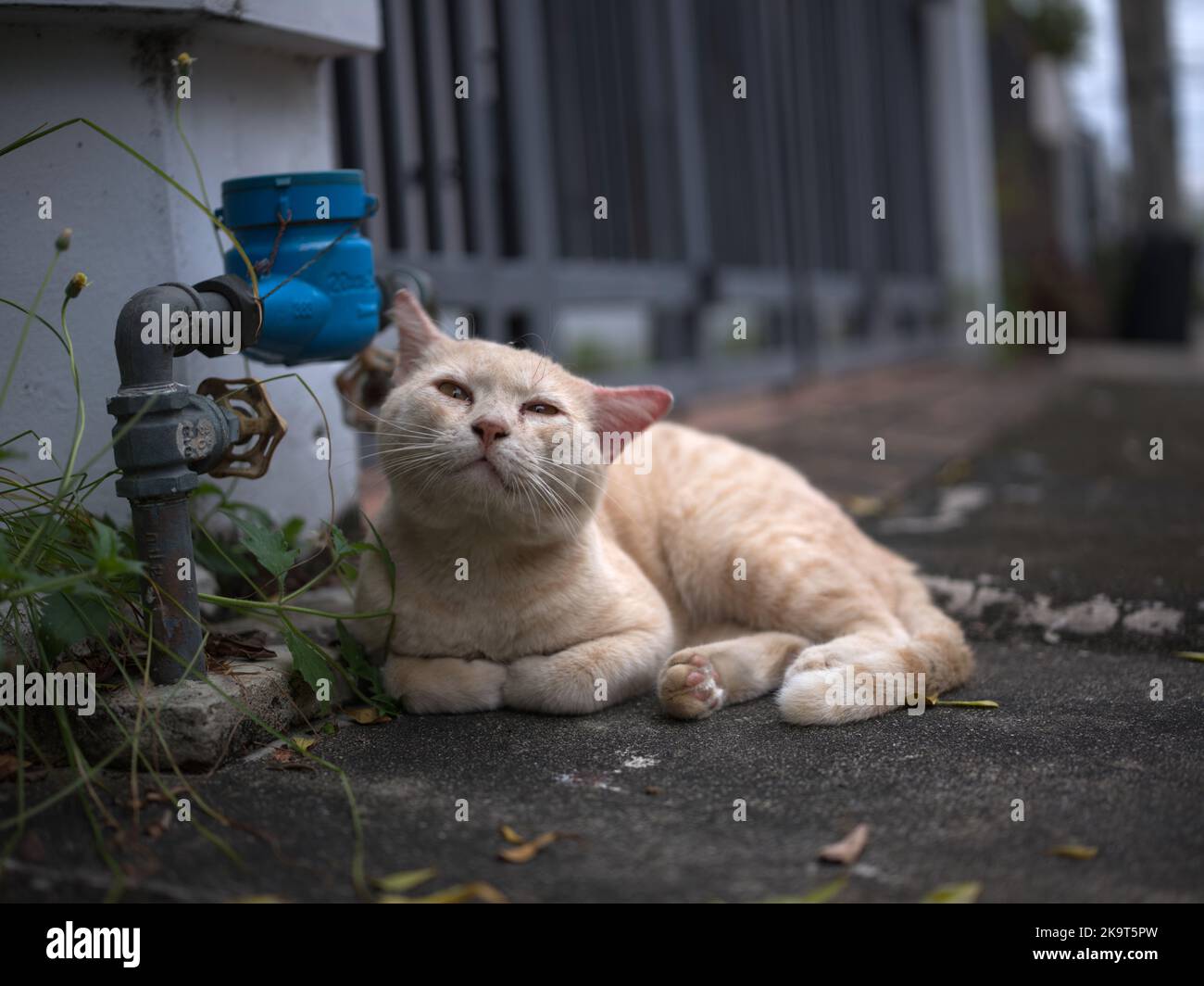 Lazy cat basking on the street. Concept good weather day Stock Photo ...