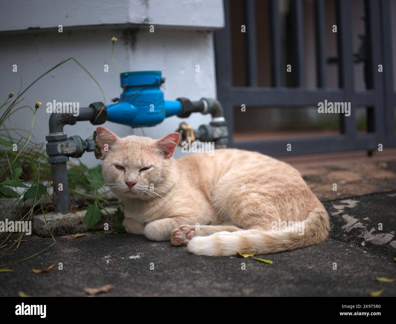 Lazy cat basking on the street. Concept good weather day Stock Photo ...