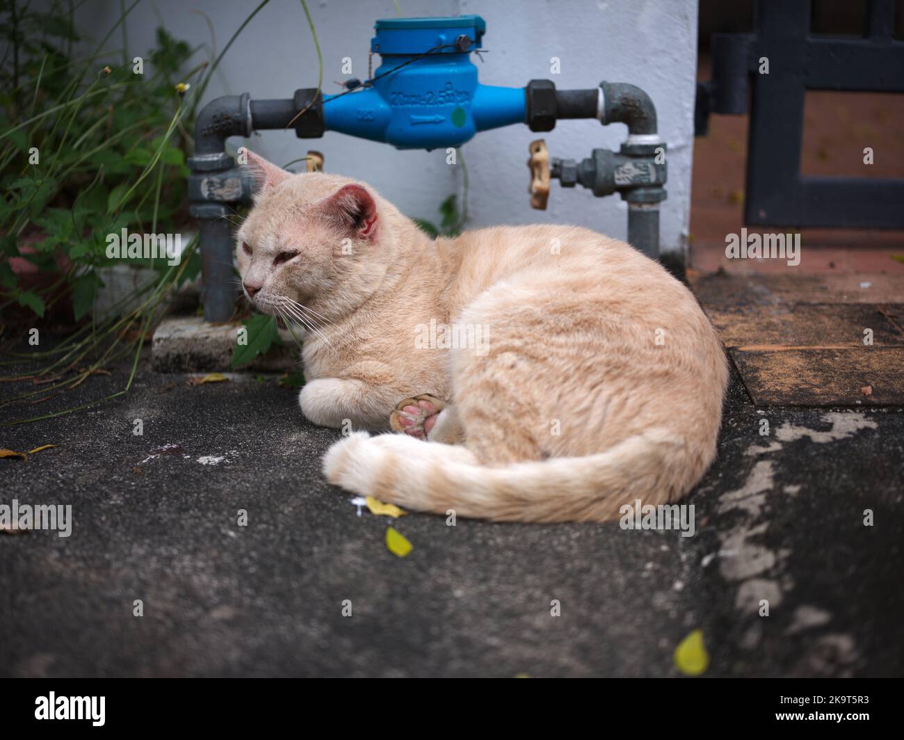 Lazy cat basking on the street. Concept good weather day Stock Photo ...