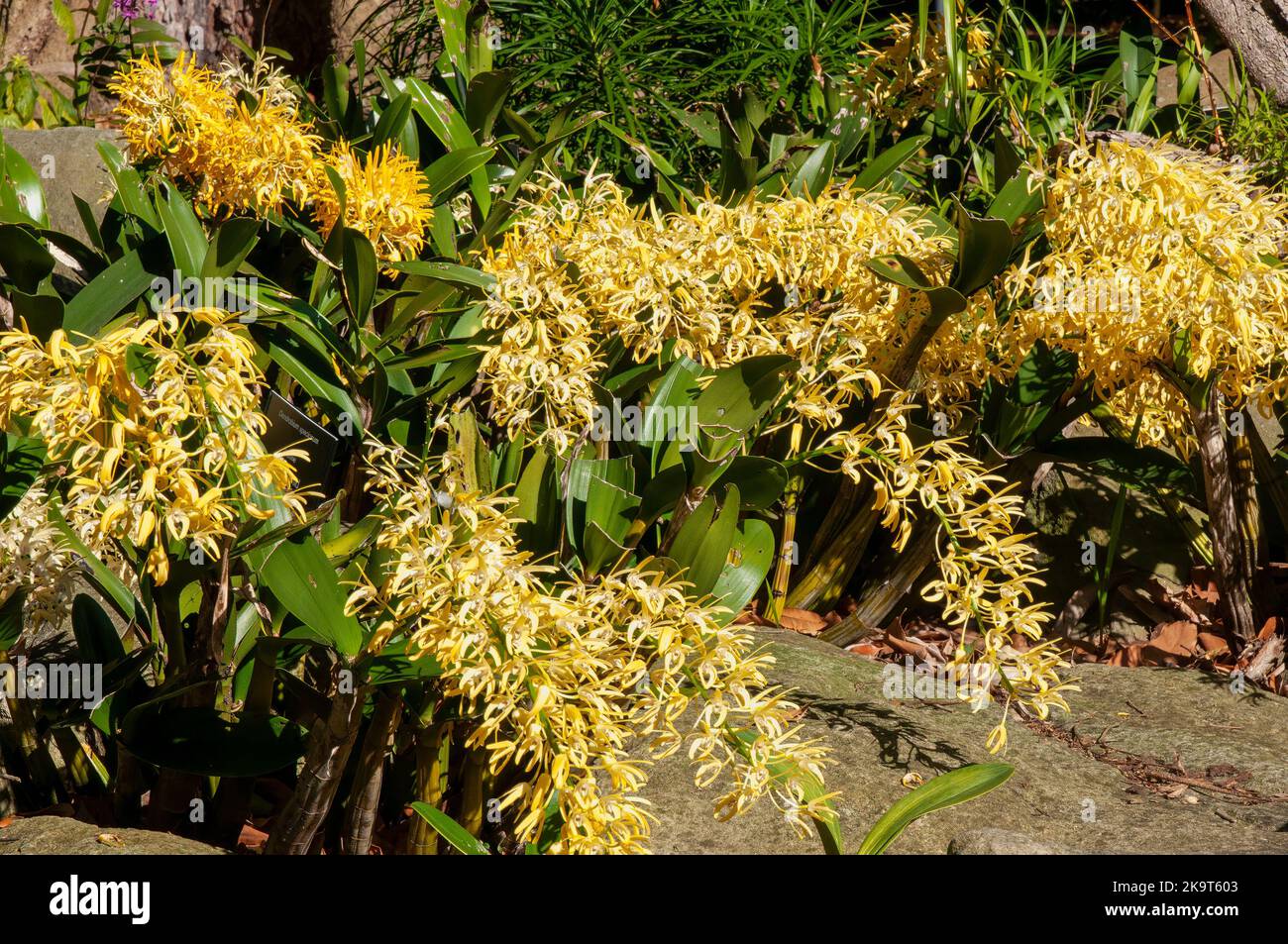 Sydney Australia, rock garden with native yellow sydney rock orchids ...