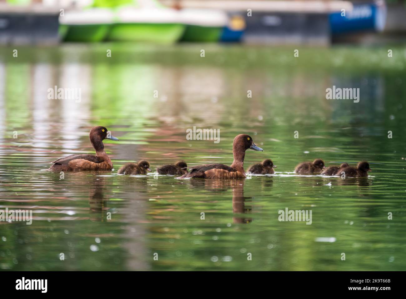 Tufted duck Family swims with their ducklings in green lake water. A ...