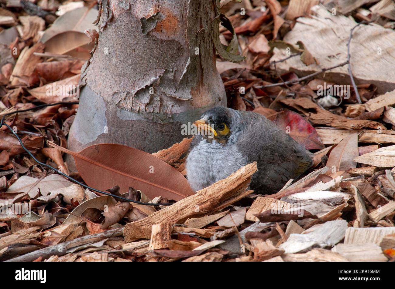 Sydney Australia, native noisy miner chick on ground at base of tree ...