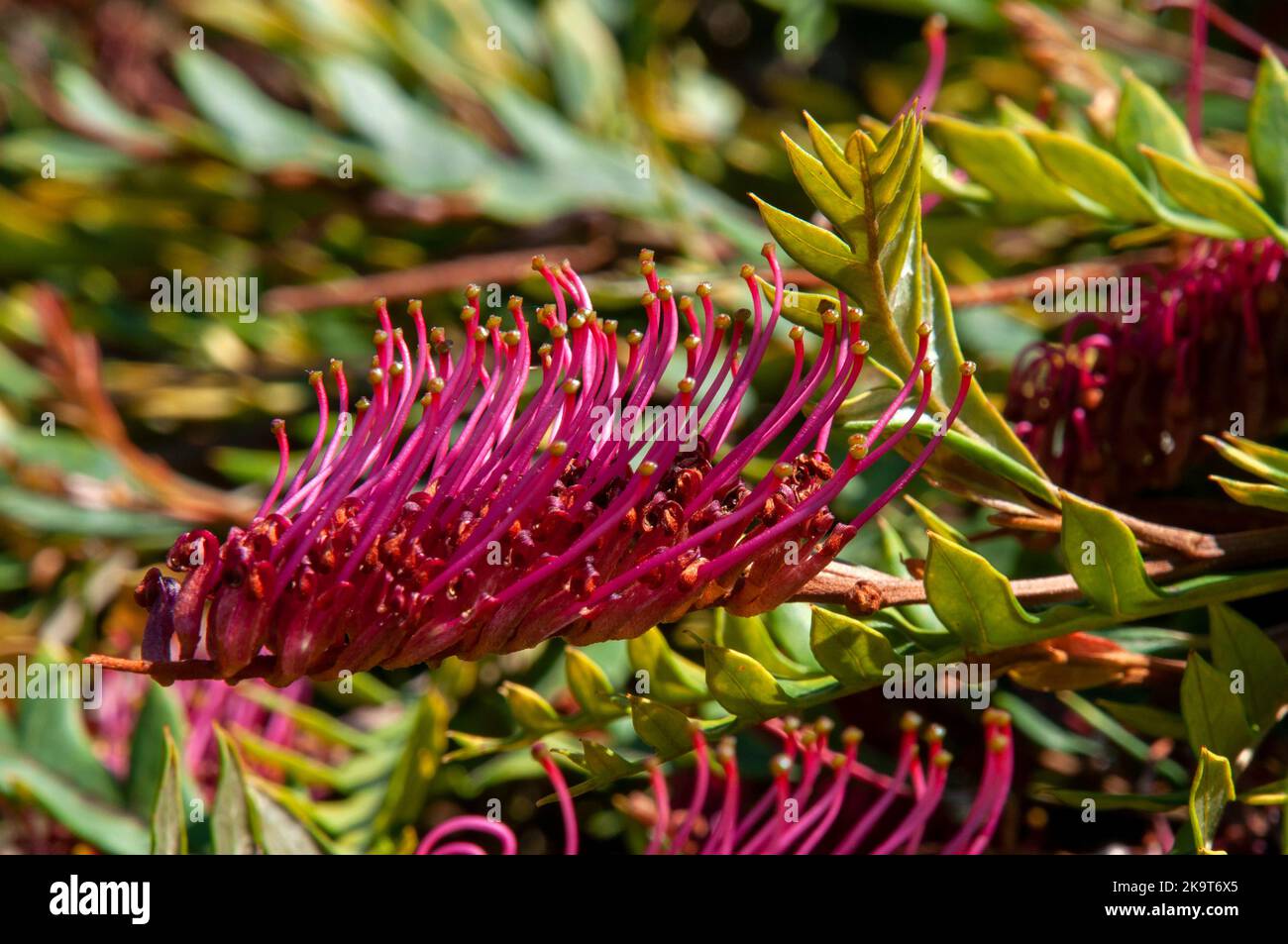 Sydney Australia, a gevillea 'poorinda royal mantle' shrub with bright ...