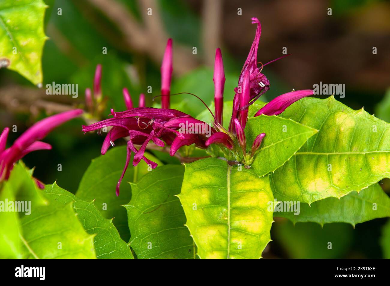 Sydney Australia, flower and leaf of a the native Mount Blackwood Holly ...