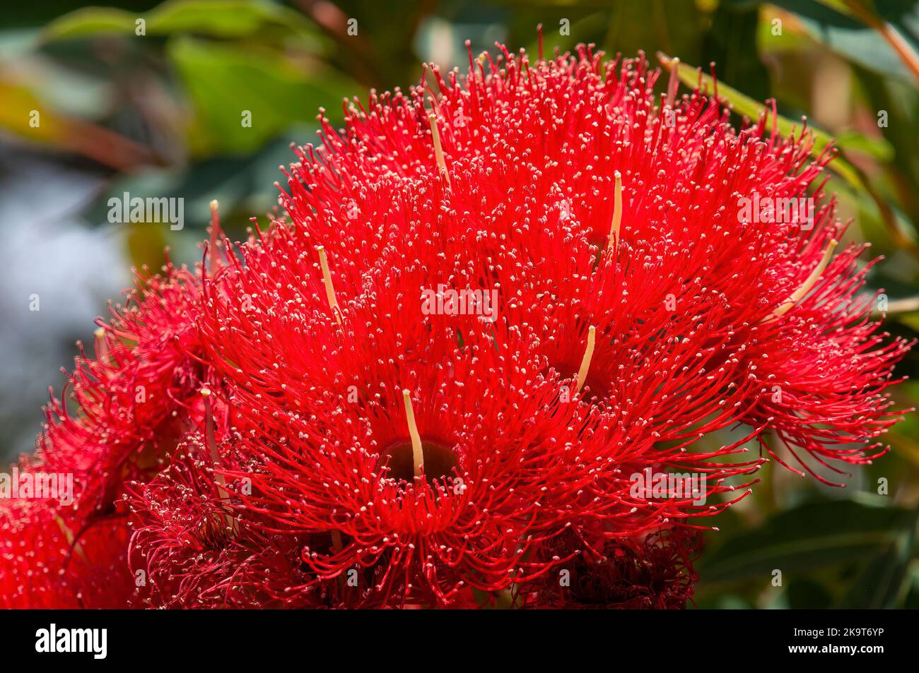 Sydney Australia, red flowers of an Australian native flowering gum ...