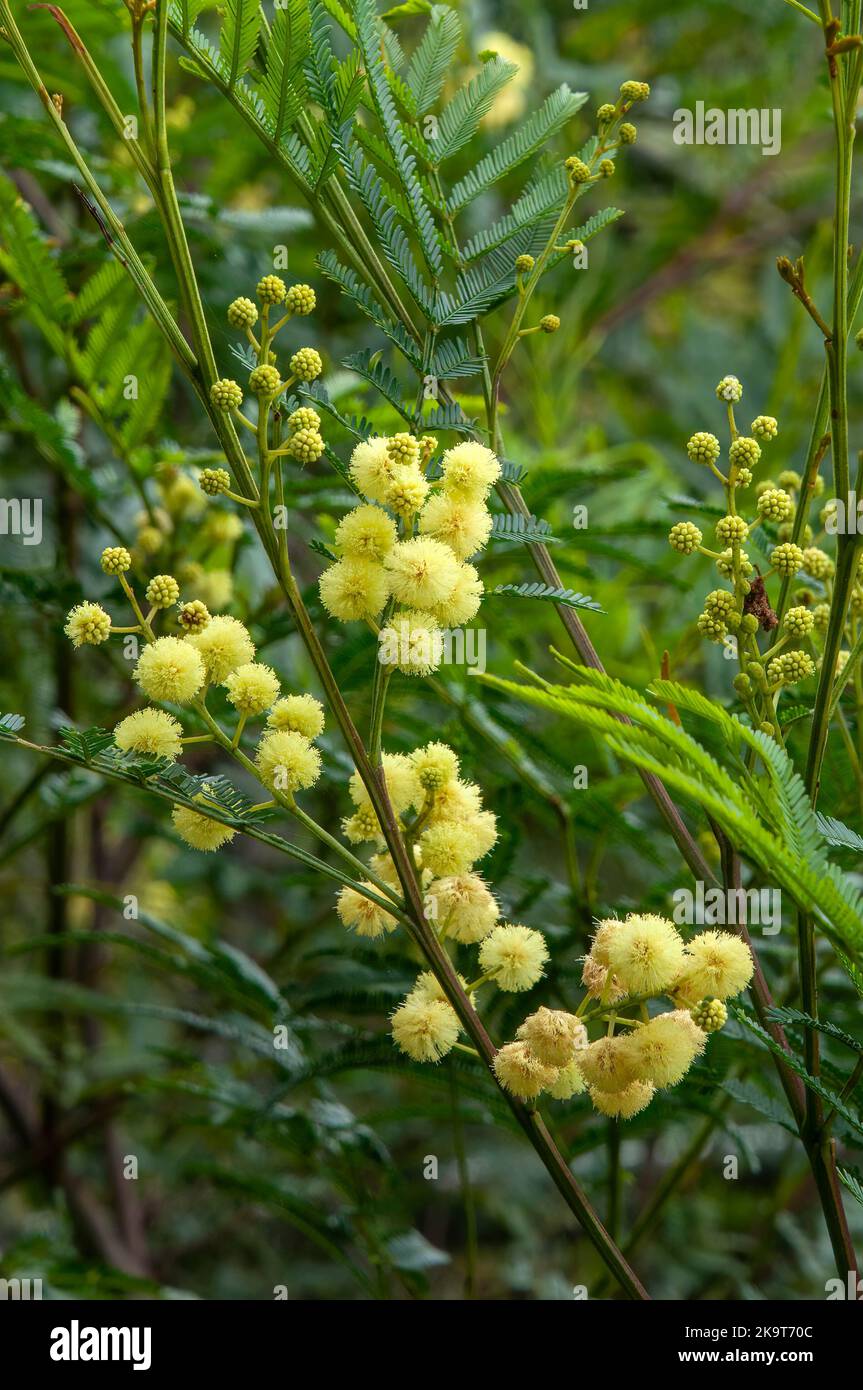 Sydney Australia, yellow flowers of acacia decurrens, known as black ...