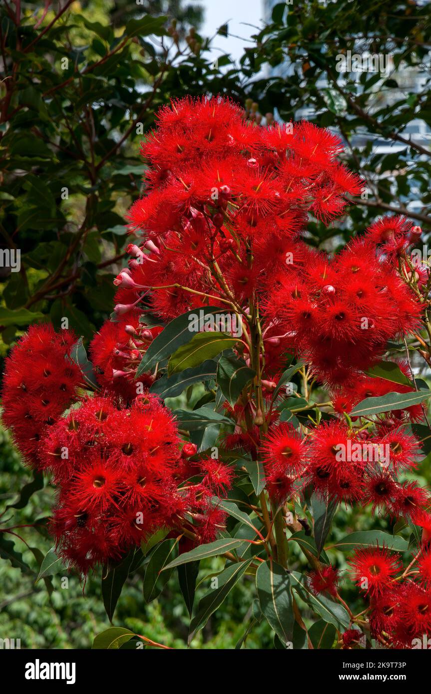 Sydney Australia, red flowering gum tree in bloom Stock Photo - Alamy