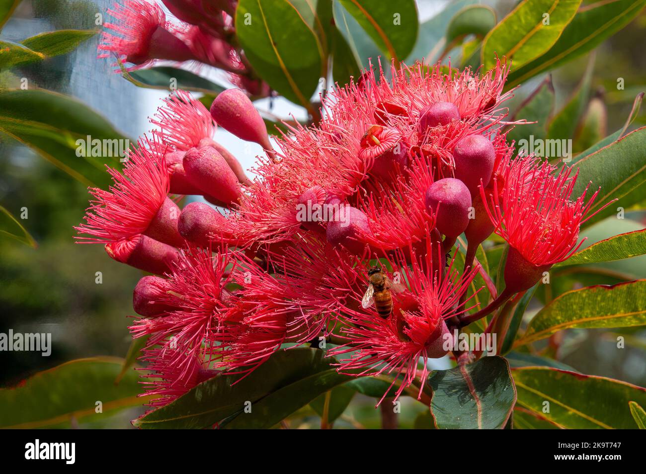 Sydney Australia, pink flowers of a corymbia ficifolia 'Calypso' tree ...