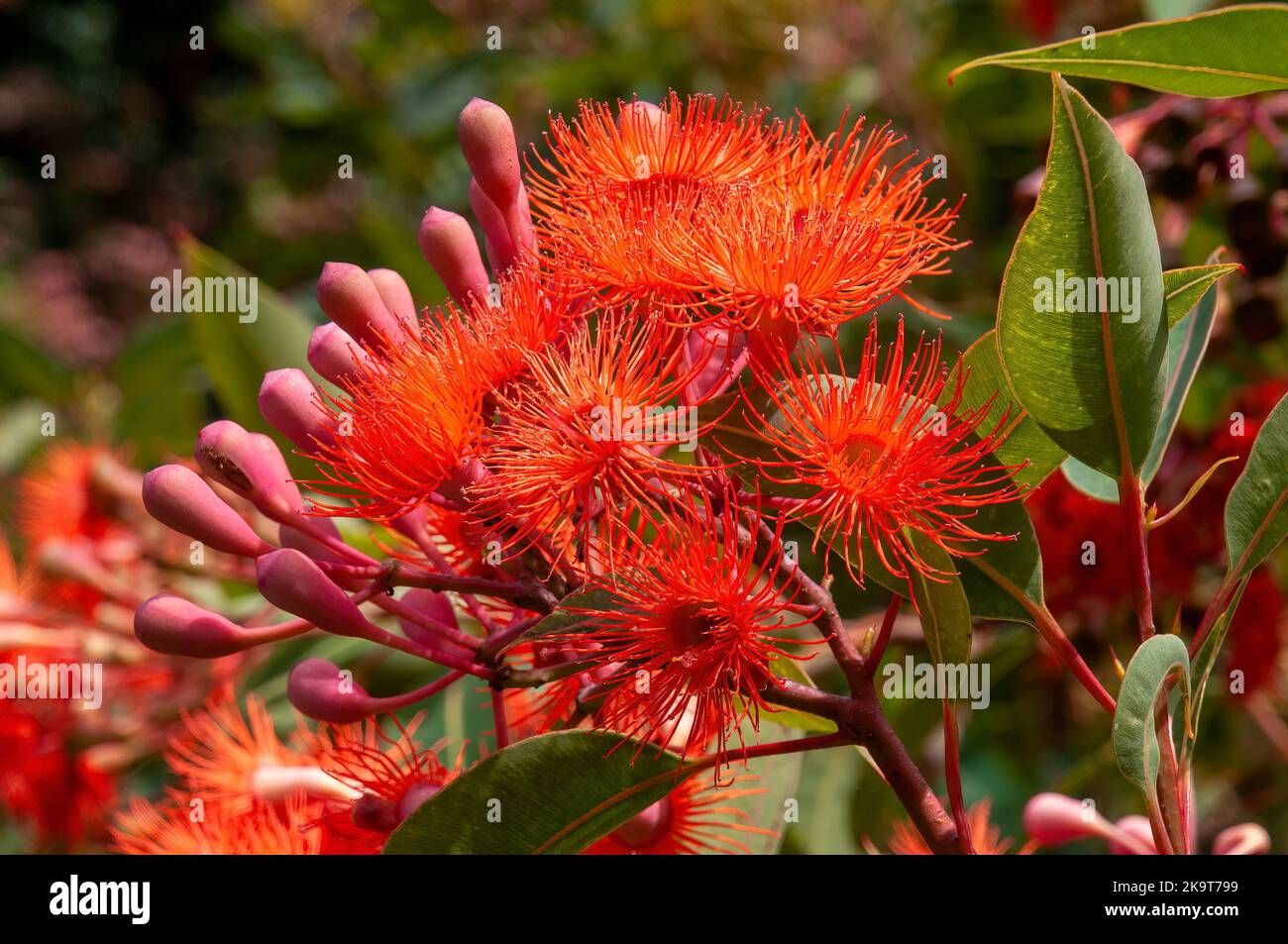 Sydney Australia, flowers and buds of a corymbia ficifolia 'Baby Orange ...
