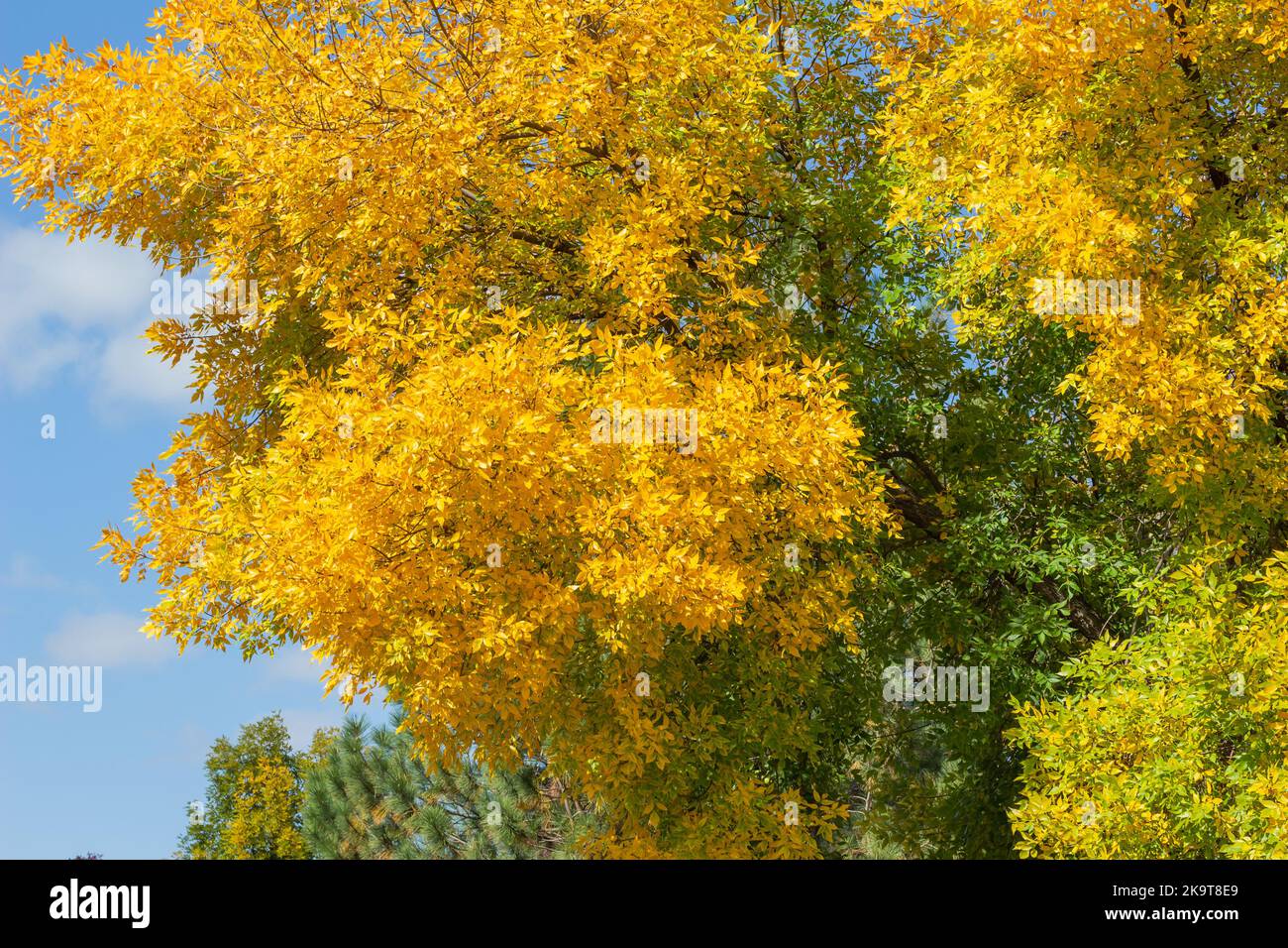 Full frame low angle texture background of a green ash tree with ...