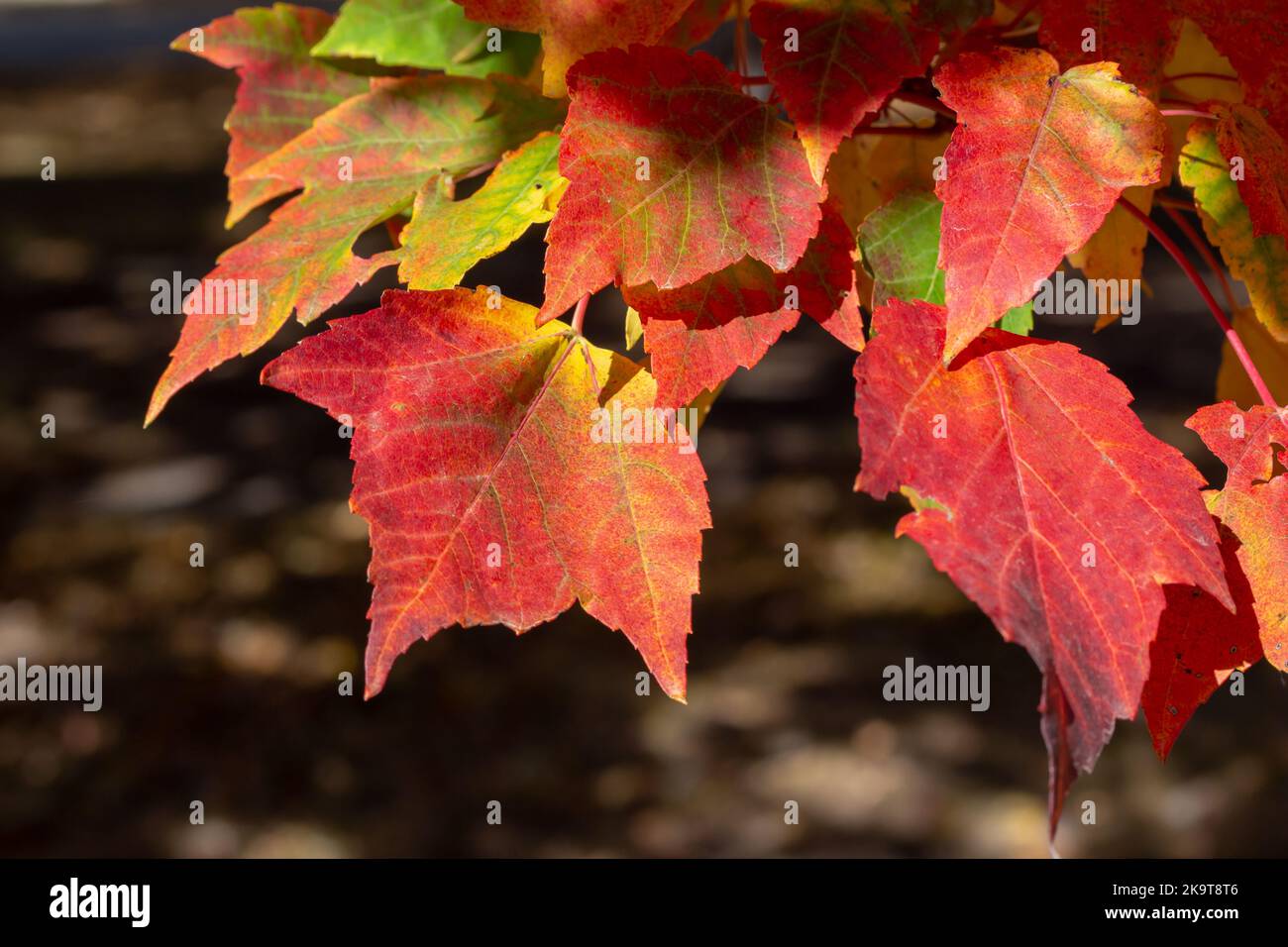 Close up texture background of colorful leaves on a red maple tree (acer rubrum) with brilliant ...