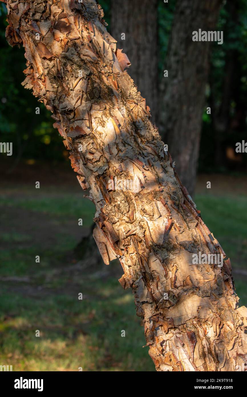 Close up texture view of beautiful rugged torn bark on the trunk of a ...